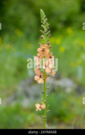 purple mullein, ornamental mullein (Verbascum phoeniceum), in rich ...