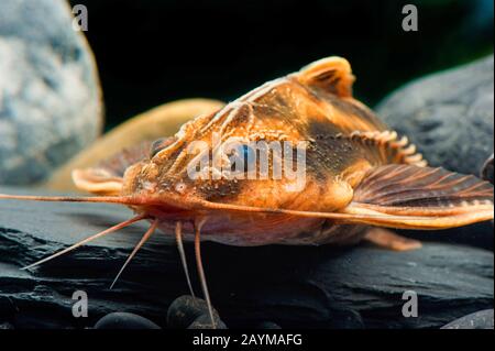 Giant Raphael Catfish (Megalodoras uranoscopus), portrait Stock Photo ...