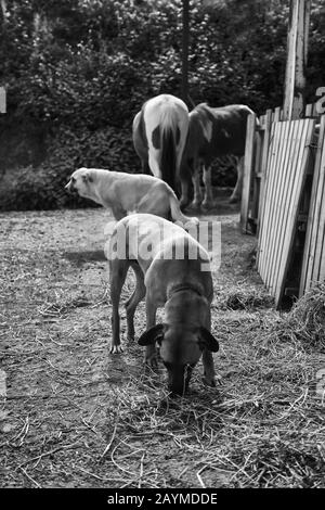 Sad mastiff dogs in field, animal abandonment Stock Photo - Alamy