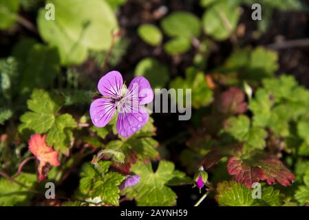 Geranium pink penny Stock Photo - Alamy