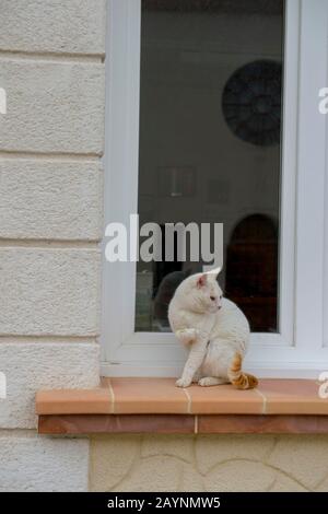 Cat sitting near the house Stock Photo - Alamy