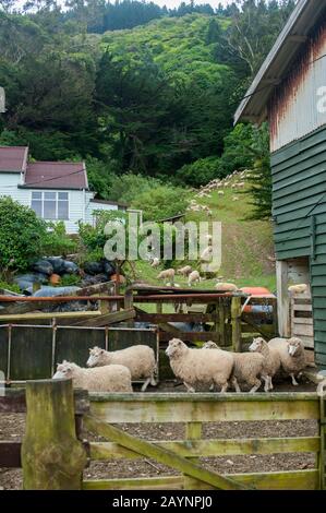 The sheep farm of the Shand family in the Marlborough Sounds of the ...