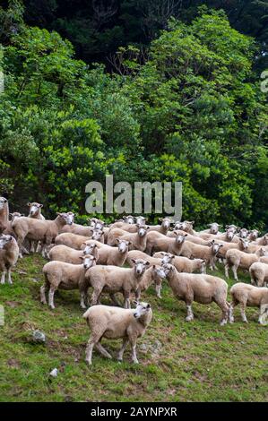 The homestead and sheep farm of the Shand family in the Marlborough ...