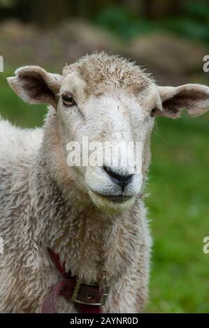 The sheep farm of the Shand family in the Marlborough Sounds of the ...