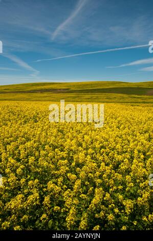 Mustard field in the Palouse near Colfax, Eastern Washington State, USA ...