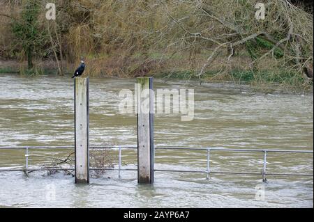 Flooding, Maidenhead, Berkshire, UK. 15th February, 2014. Ray Mill ...