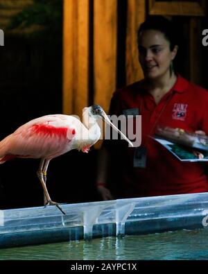 WASHINGTON DC — The Amazonia exhibit at the Smithsonian's National Zoo ...