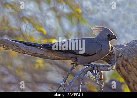 Grey Go-away-bird, Grey Lourie, Grey Loerie or Kwêvoël Stock Photo ...