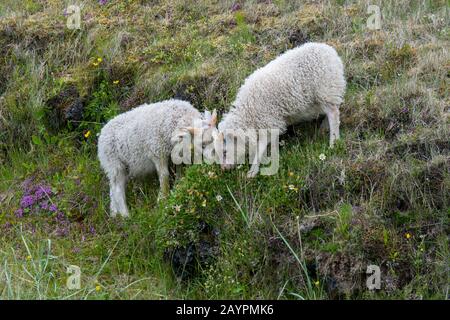 Sheep in an old lava field overgrown with vegetation in Budir on the ...