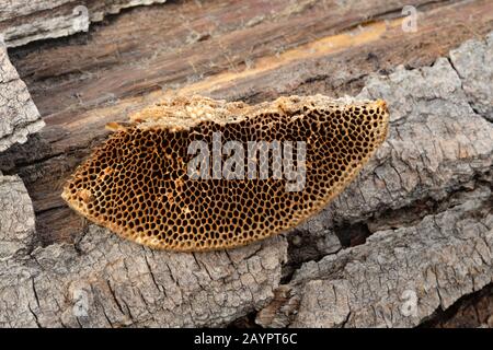 bracket (Coriolopsis trogii, Funalia trogii), on dead wood, Netherlands ...