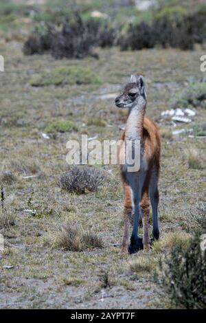A baby (chulengo) guanaco (Lama guanicoe) in Torres del Paine National ...
