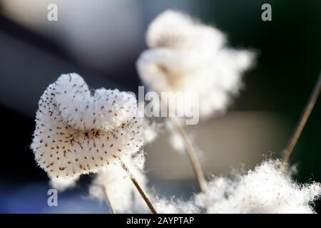 Herbst Anemone Samen