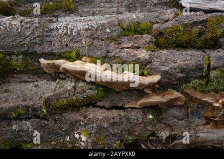 bracket (Coriolopsis trogii, Funalia trogii), on dead wood, Netherlands ...
