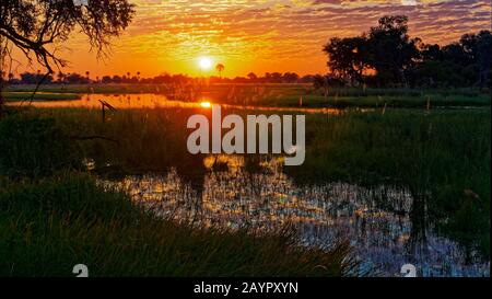 Reeds of the Okavango Delta in Botswana Stock Photo - Alamy