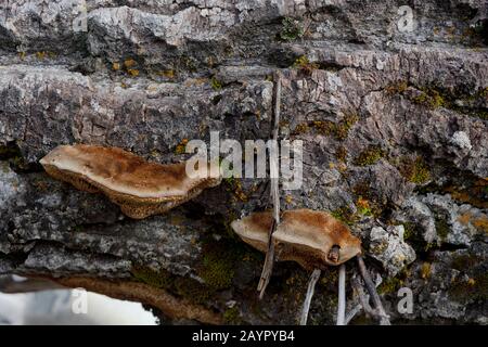 Trog's tramete. The fruiting body of a white rot fungus, Trametes ...