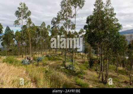Ecuador, Highlands, Eucalyptus Tree Stock Photo - Alamy