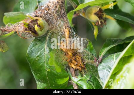 Social Pear Sawfly Larvae, Neurotoma saltuum (syn. Tenthredo ...
