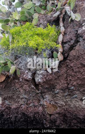 Common noddies (Anous stolidus) on pebble beach, Lady Elliot Island ...