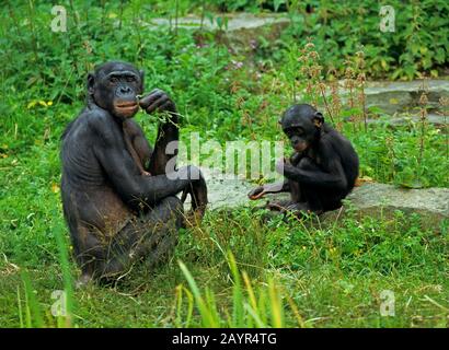 bonobo, pygmy chimpanzee (Pan paniscus), female, with swollen Stock ...