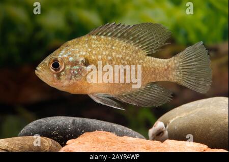 Bluespotted sunfish (Enneacanthus gloriosus), side view Stock Photo - Alamy