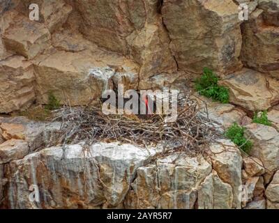 Black birds nest on rocks. Gobustan. Azerbaijan Stock Photo - Alamy