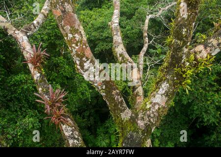 Observation tower in the rainforest, Rio Platano Biosphere Reserve and ...