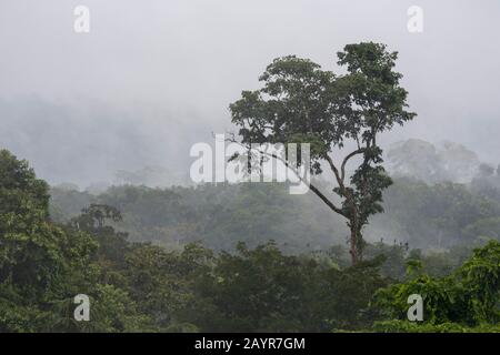 Observation tower in the rainforest, Rio Platano Biosphere Reserve and ...