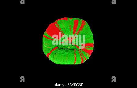 Bleeding apple Scolymia LPS coral - Scolymia wellsii Stock Photo - Alamy