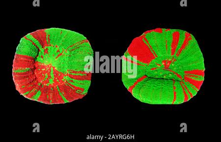 Bleeding apple Scolymia LPS coral - Scolymia wellsii Stock Photo - Alamy