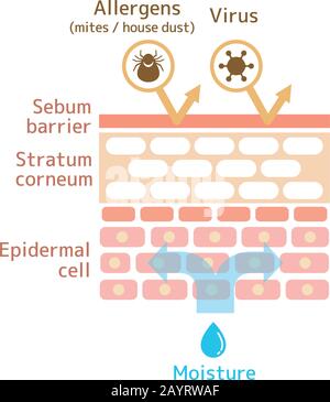 Normal skin sectional view illustration Stock Vector Image & Art - Alamy