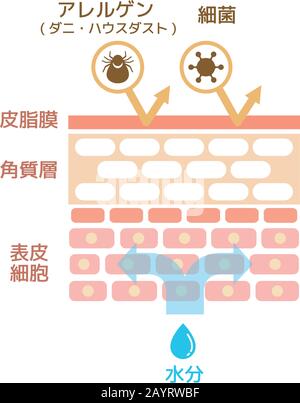 Normal skin sectional view illustration Stock Vector Image & Art - Alamy