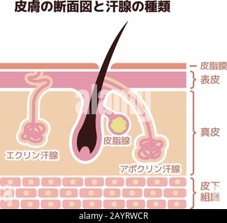 Sweat glands (apocrine, eccrine) and sebaceous gland. Cross section of ...