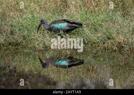 hadeda ibis (Bostrychia hagedash), Amboseli National Park, Kenya Stock ...