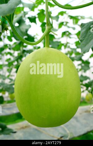 Honeydew melon growing Stock Photo - Alamy