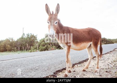 Wild donkey in northern Cyprus Stock Photo - Alamy