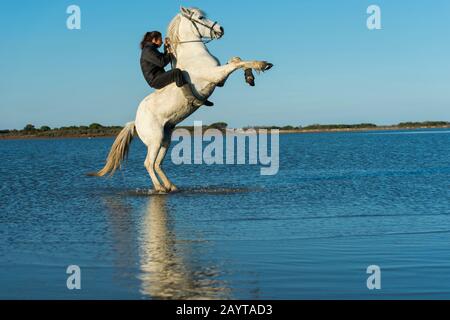 A Camargue Guardian (Camargue cowboy) rearing up his horse in a marsh of the Camargue in ...