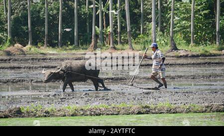 Carabao Plowing rice field, Philippines (14333026510 Stock Photo - Alamy