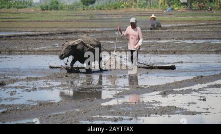 Rice fields, Davao Oriental, Philippines Stock Photo - Alamy