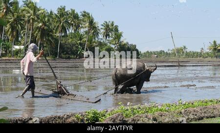 Carabao Plowing rice field, Philippines (14333026510 Stock Photo - Alamy