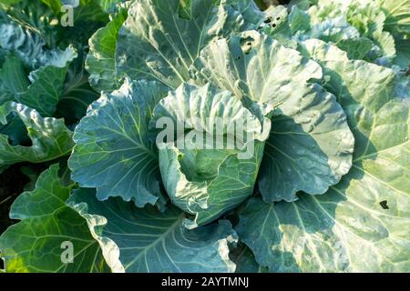Cabbage tree in the top view Stock Photo - Alamy