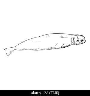 Beluga, hand drawn doodle, sketch, outline illustration Stock Photo - Alamy
