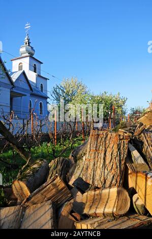 A Pile of Logs in the Forest on the Early Spring Evening, with some ...