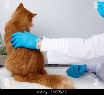 Man veterinarian in a coat sits in a sleigh cart. Harnessed horse in ...