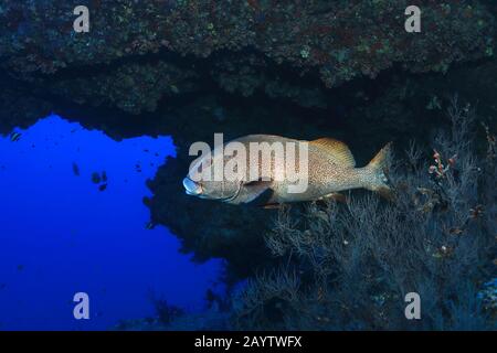 Giant sweetlips fish (Plectorhinchus obscurus) underwater in the ...