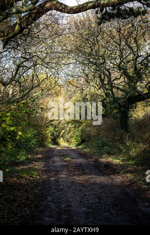 Colan Woods, the overgrown grounds of the historic Fir Hill Manor in ...