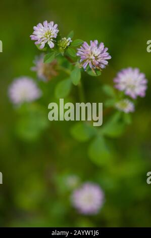 Persian clover, Shaftal (Trifolium resupinatum), blooming, Germany ...