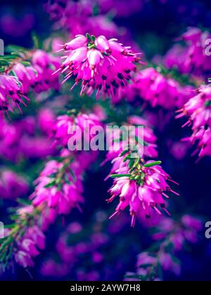 Spring Flowering Evergreen Pink Heather (Erica cornea 'Myretoun Ruby ...