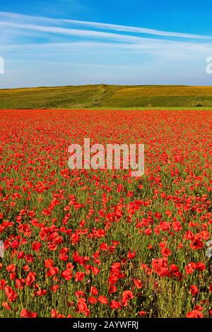 west pentire in cornwall in poppy season Stock Photo - Alamy