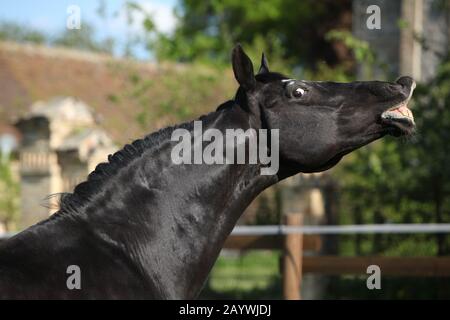 Domestic Horse, stallion, flehmen response / vomeronasal organ Stock ...