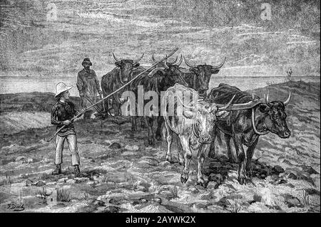 agriculture, ploughing, farmer with plough, drawing after medieval ...